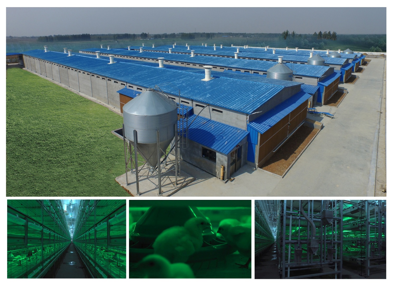 Steel Poultry Shed Chicken House | Qingdao Steel Building Co., Ltd ...