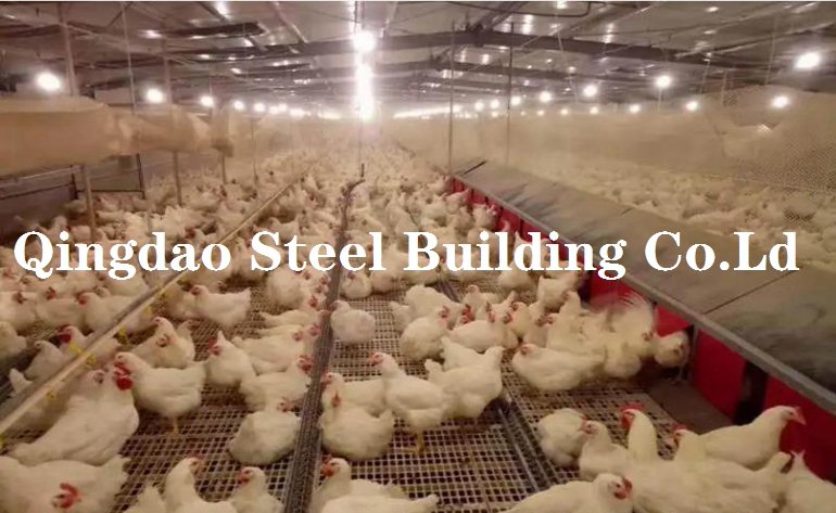 Types of Chickens and Breeding Methods | Qingdao Steel Building Co ...